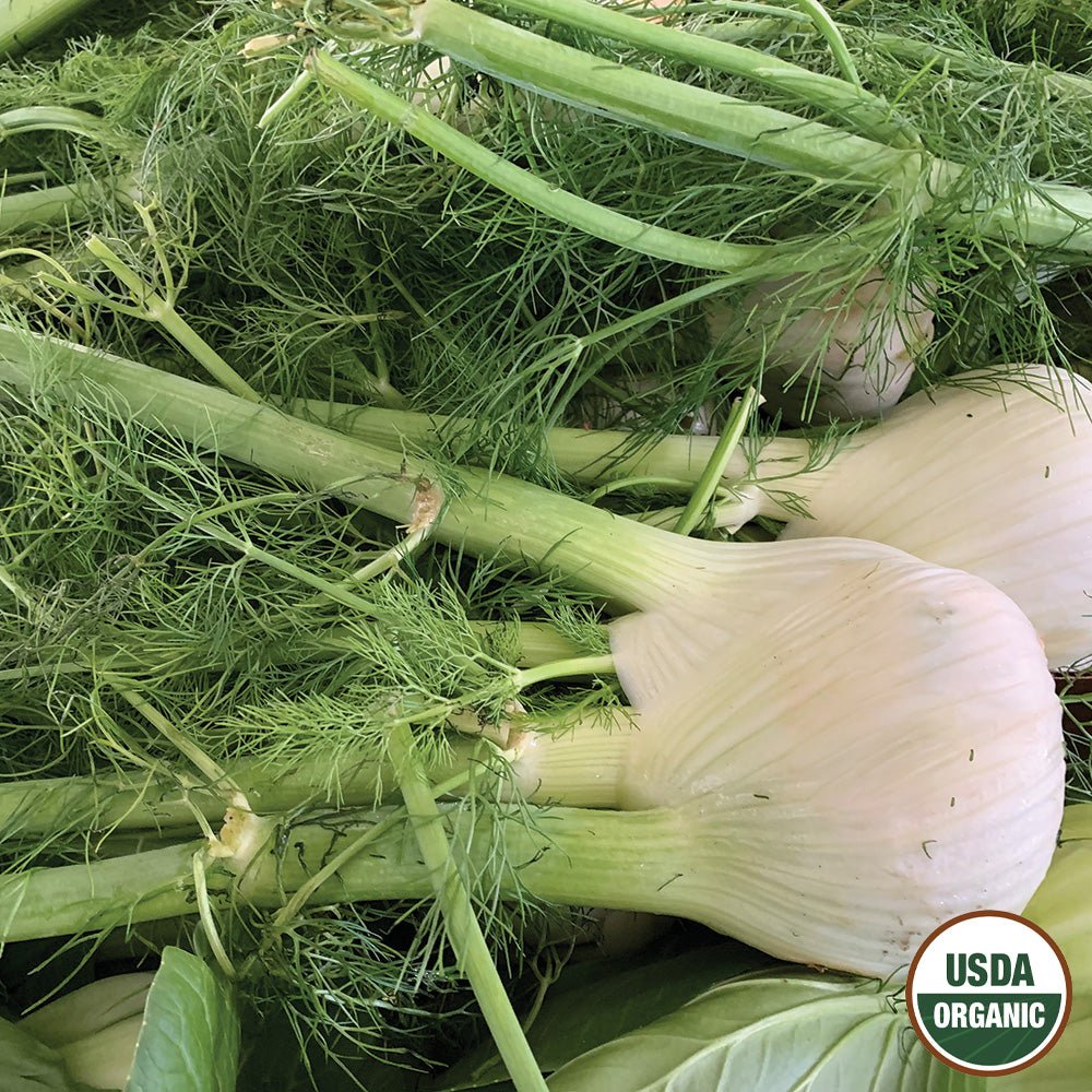 Organic Fennel Seeds | Organic Garden Herbs | Culinary Fennel Seeds ...