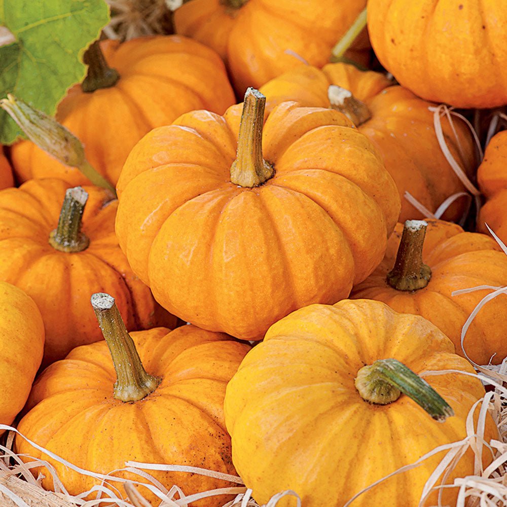 Pumpkin Jack Be Little Seeds | Pumpkin Seeds | Homegrown Mini Pumpkins ...