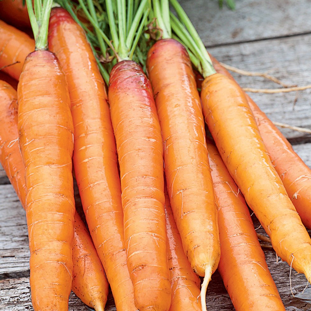 Carrot Touchon Seeds | Vegetable Gardening | French Carrot Variety ...