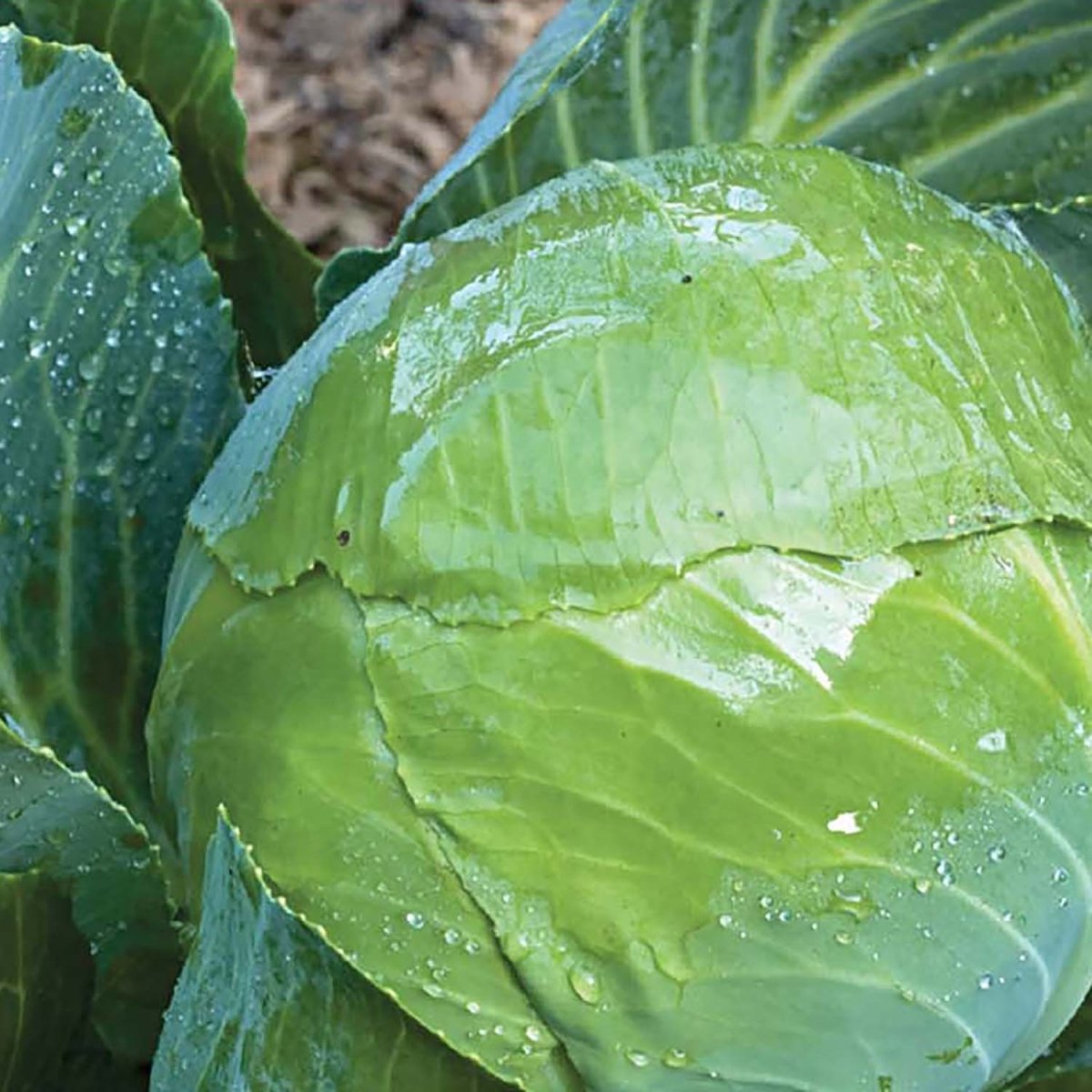 Cabbage Ferry's Round Dutch Seed | Cool-Season Vegetable | Ferry-Morse