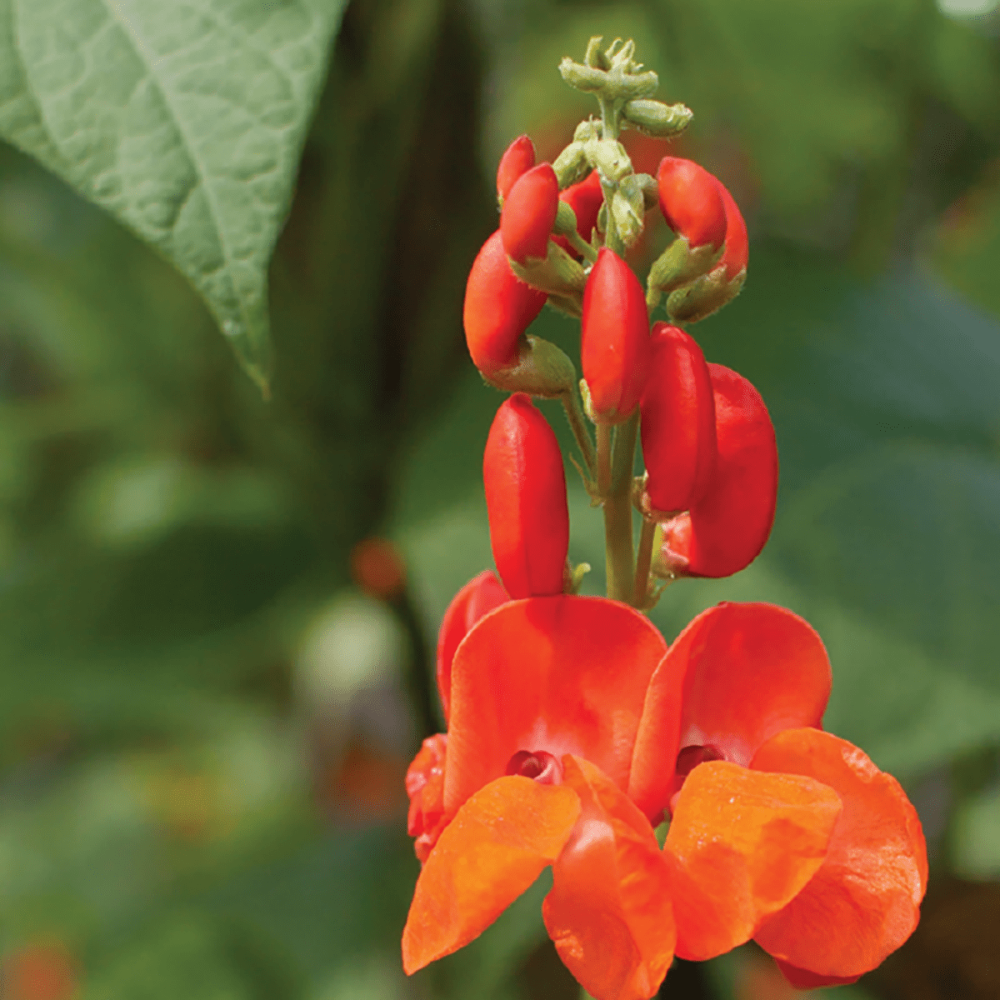 Scarlet Runner Bean Seeds | Red Flowering Beans | Home Garden Beans ...