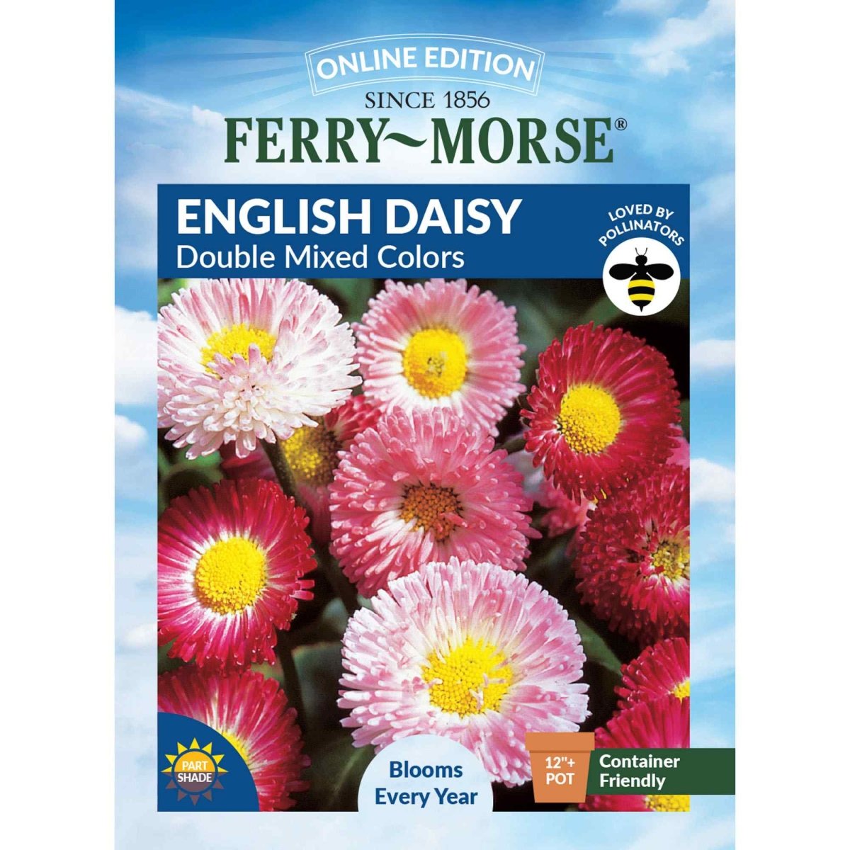 English Daisy, Double Mixed Colors Seeds | English Cottage Garden ...