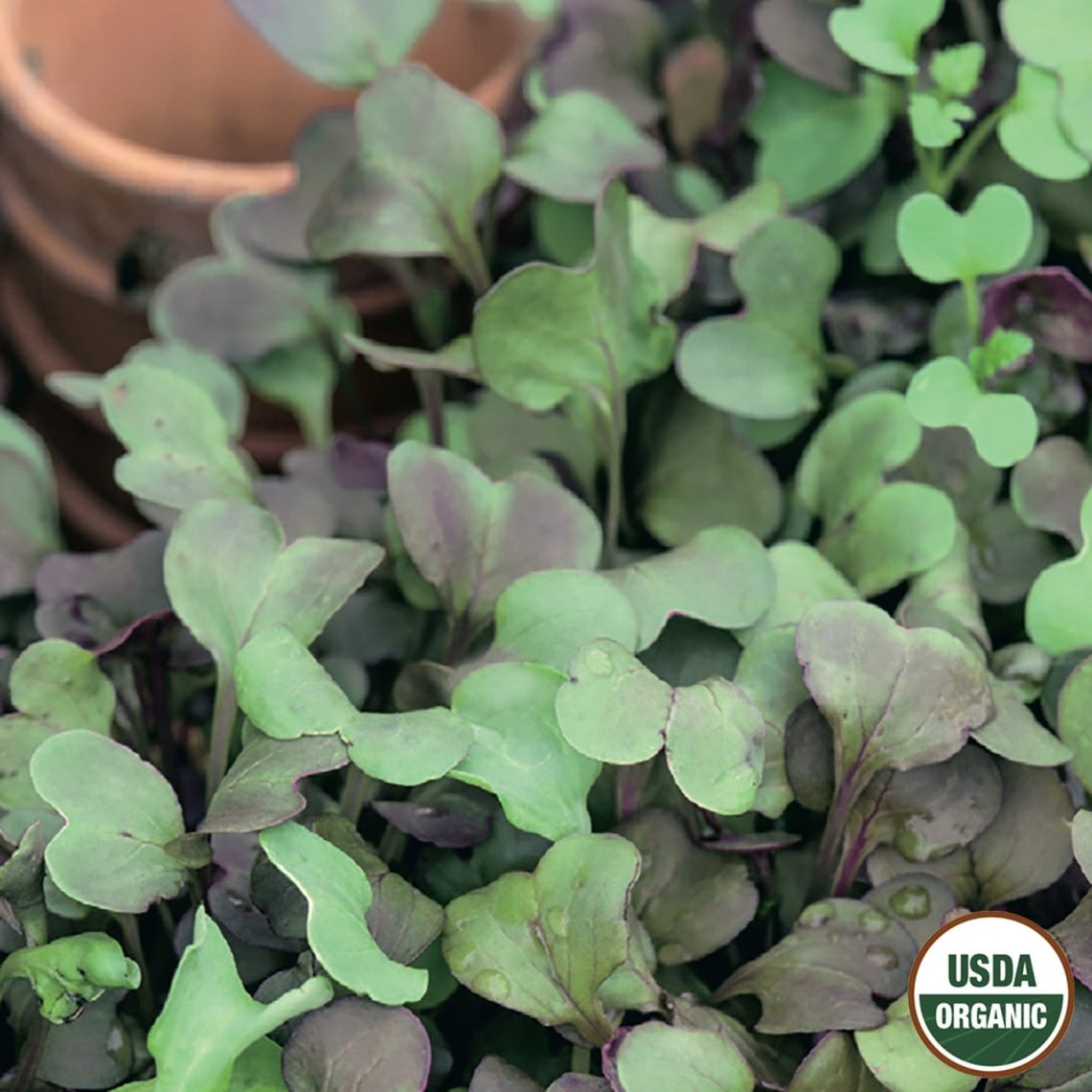 Microgreens Mild Mix | Organic Microgreens Seeds| Indoor Gardening ...