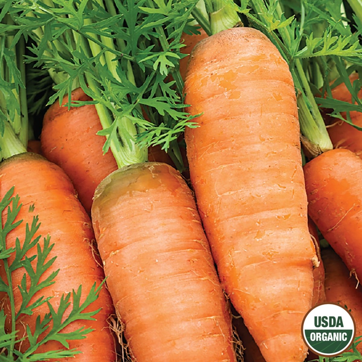 Carrot, Petite Sweet Organic Seeds | Organic Carrots | Organic Garden ...