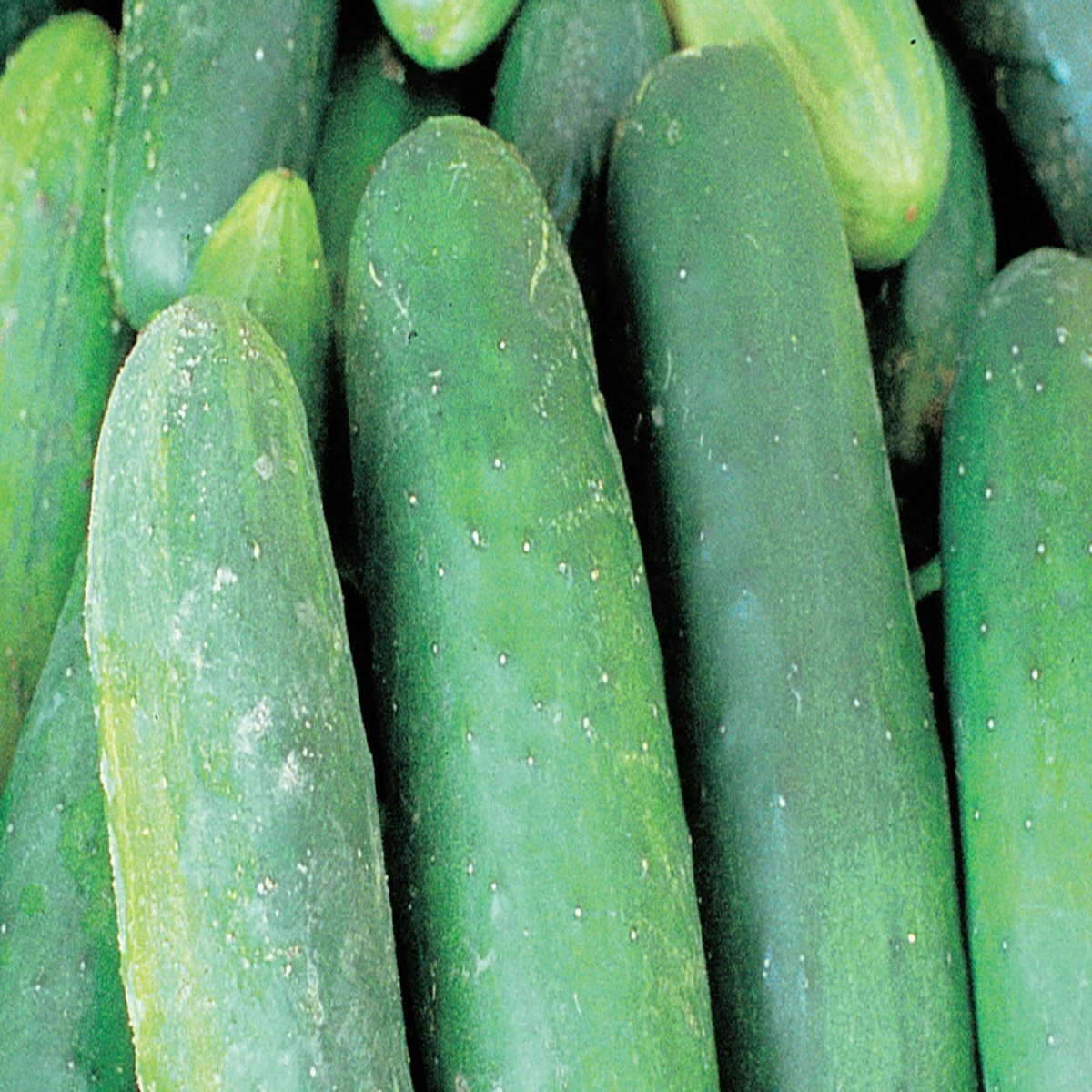 Cucumber, Muncher Organic Seeds | Organic Cucumbers | Ferry-Morse