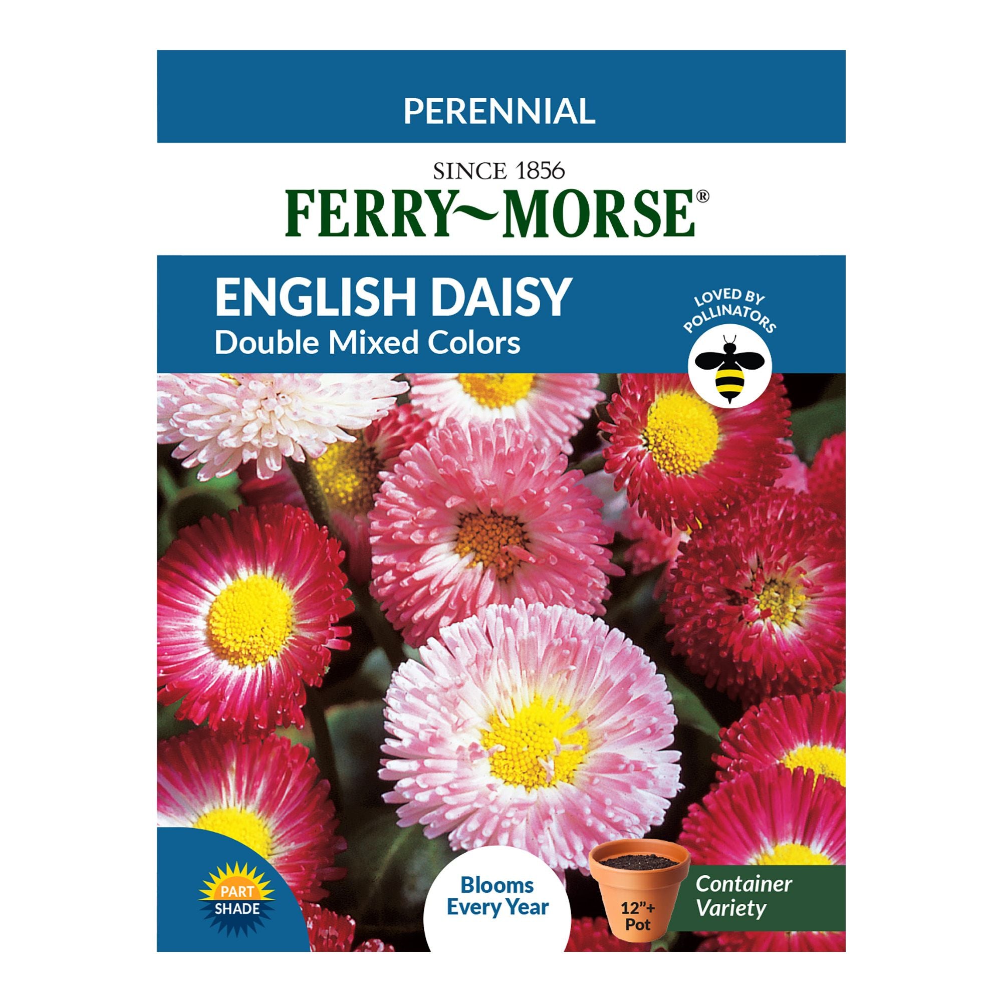 English Daisy, Double Mixed Colors Seeds | English Cottage Garden ...