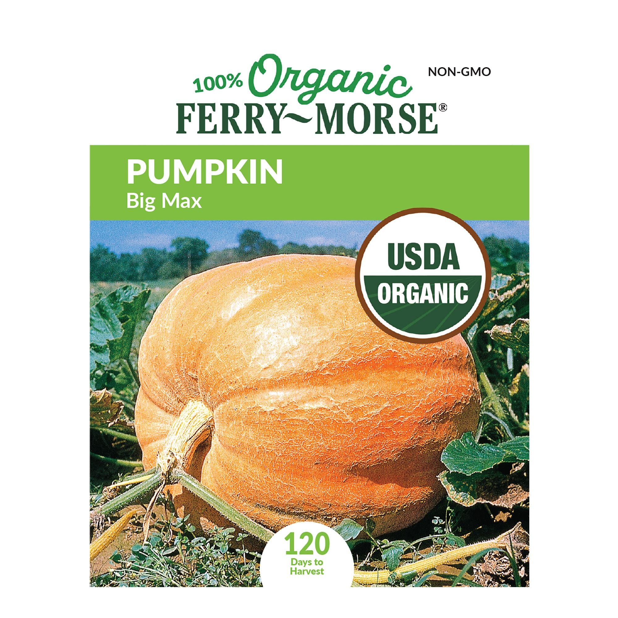 Pumpkin, Big Max Organic Seeds | Organic Pumpkin | Vegetable Garden ...