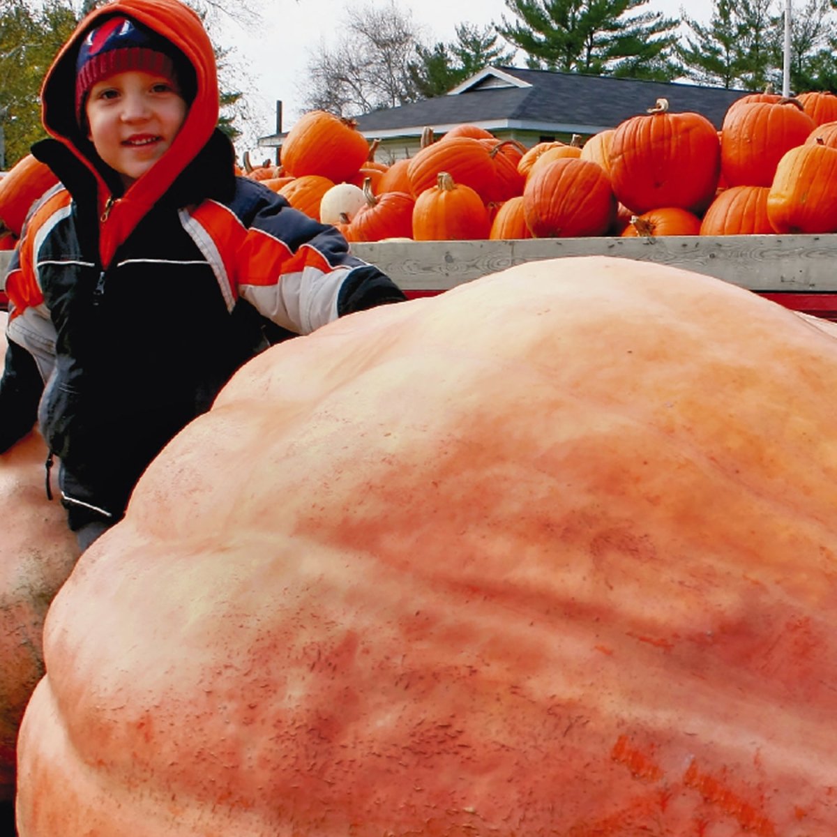 Pumpkin, Dills Atlantic Seeds | Giant Pumpkin | Vegetable Garden ...