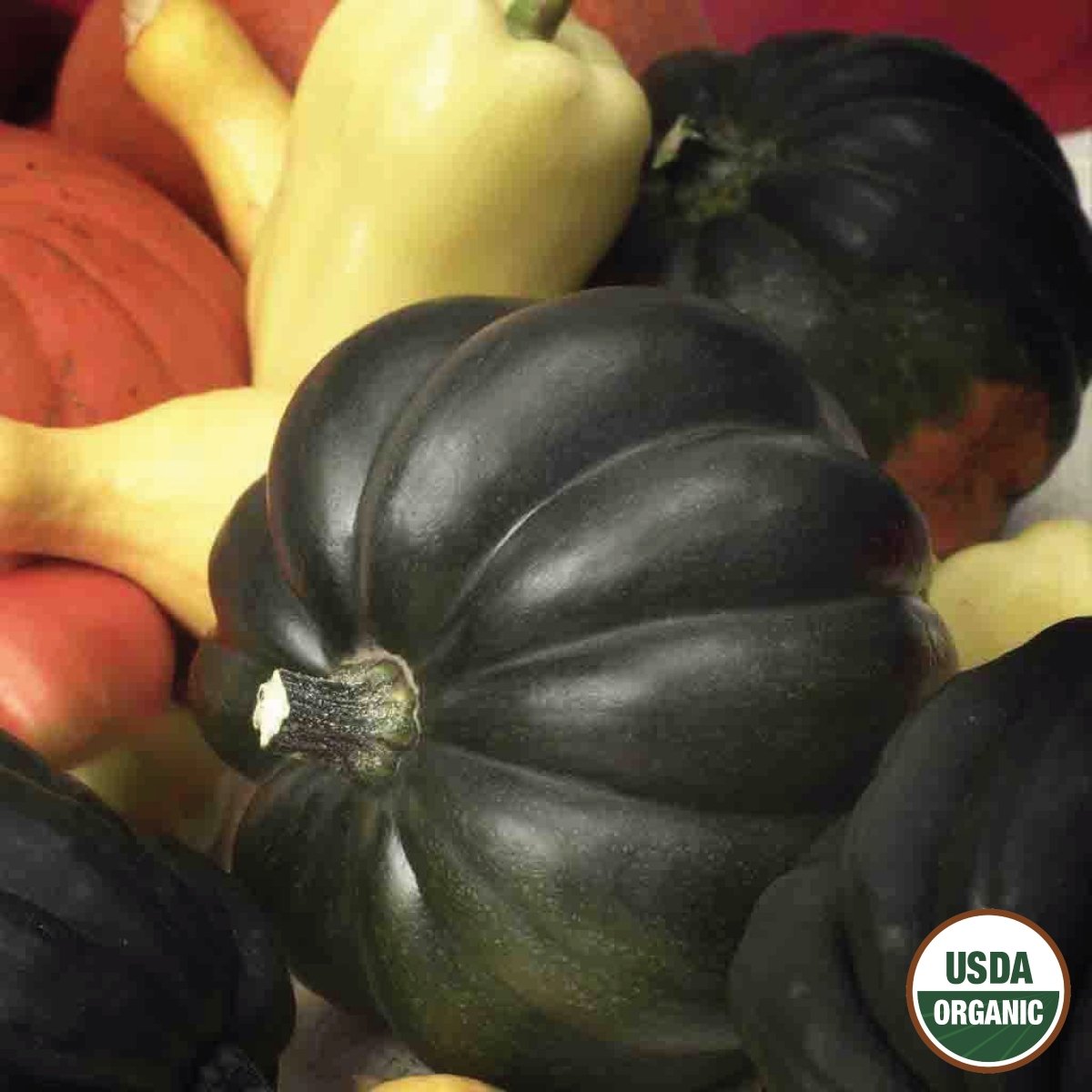 Squash, Table Queen Acorn Organic Seeds | Organic Squash | Ferry-Morse