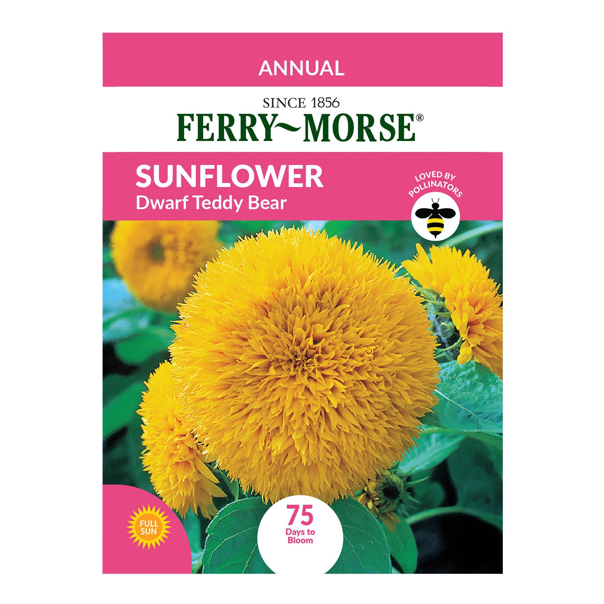 Sunflower Dwarf Teddy Bear Seeds | Easy To Grow Flower | Unique Blooms ...