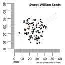 Sweet William, Tall Double Mixed Colors Seeds | Perennial Flowers ...