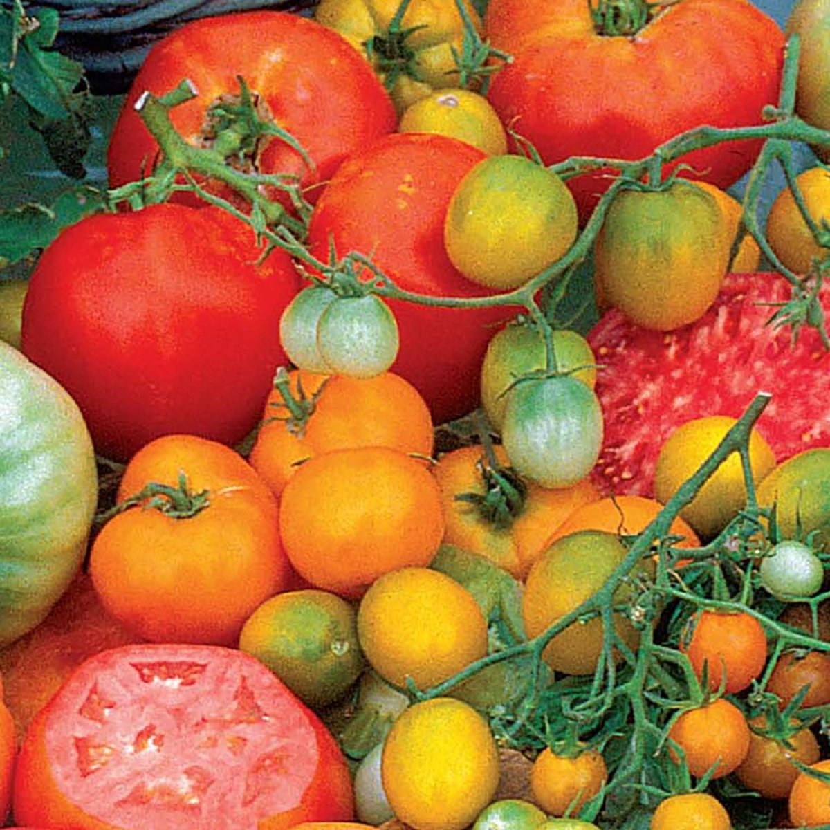 Rainbow Blend Tomato Seeds | Vegetable Garden | Heirloom Tomato – Ferry ...