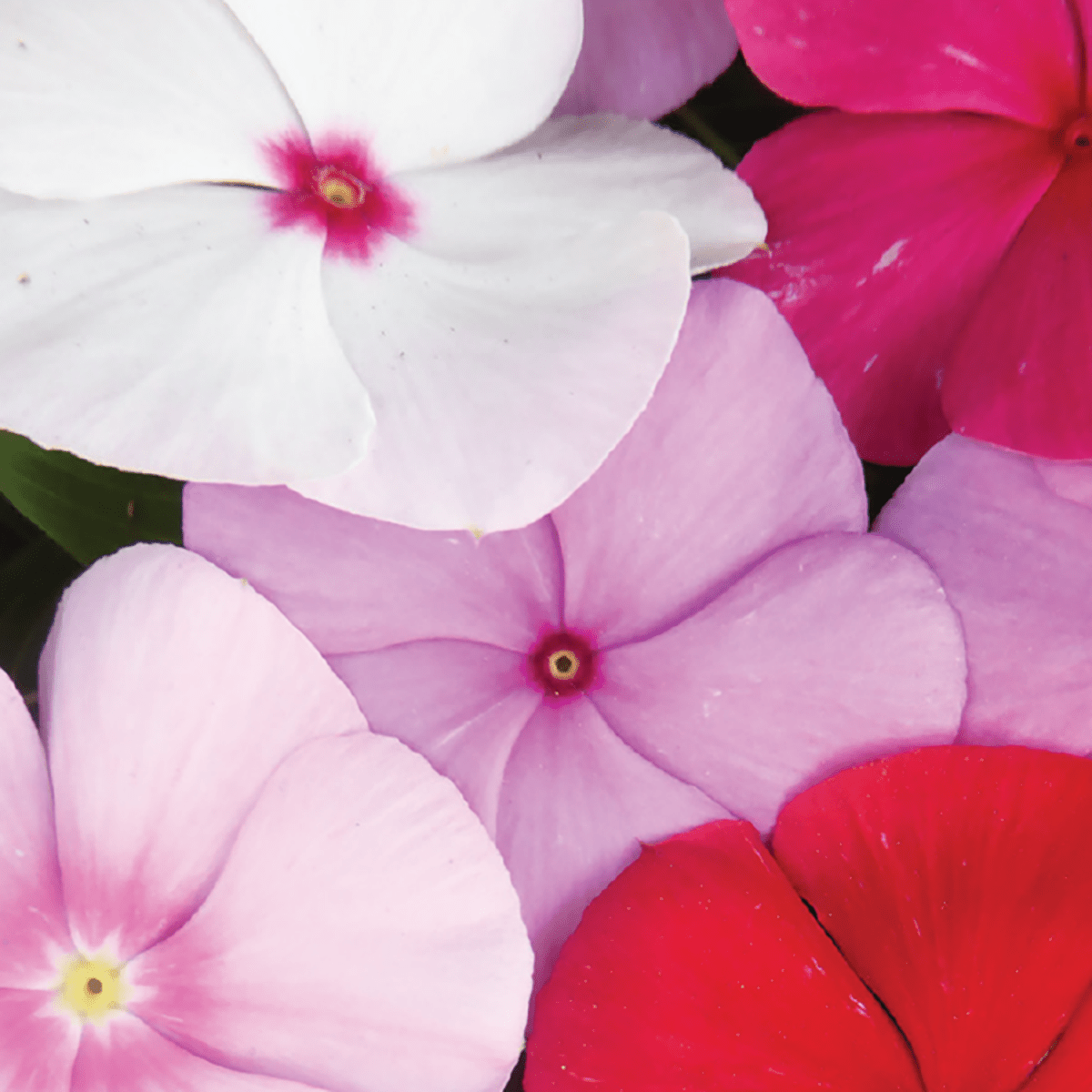 Mixed Colors Vinca Seed | Colorful Vinca Blooms | Heat-Tolerant Flower ...