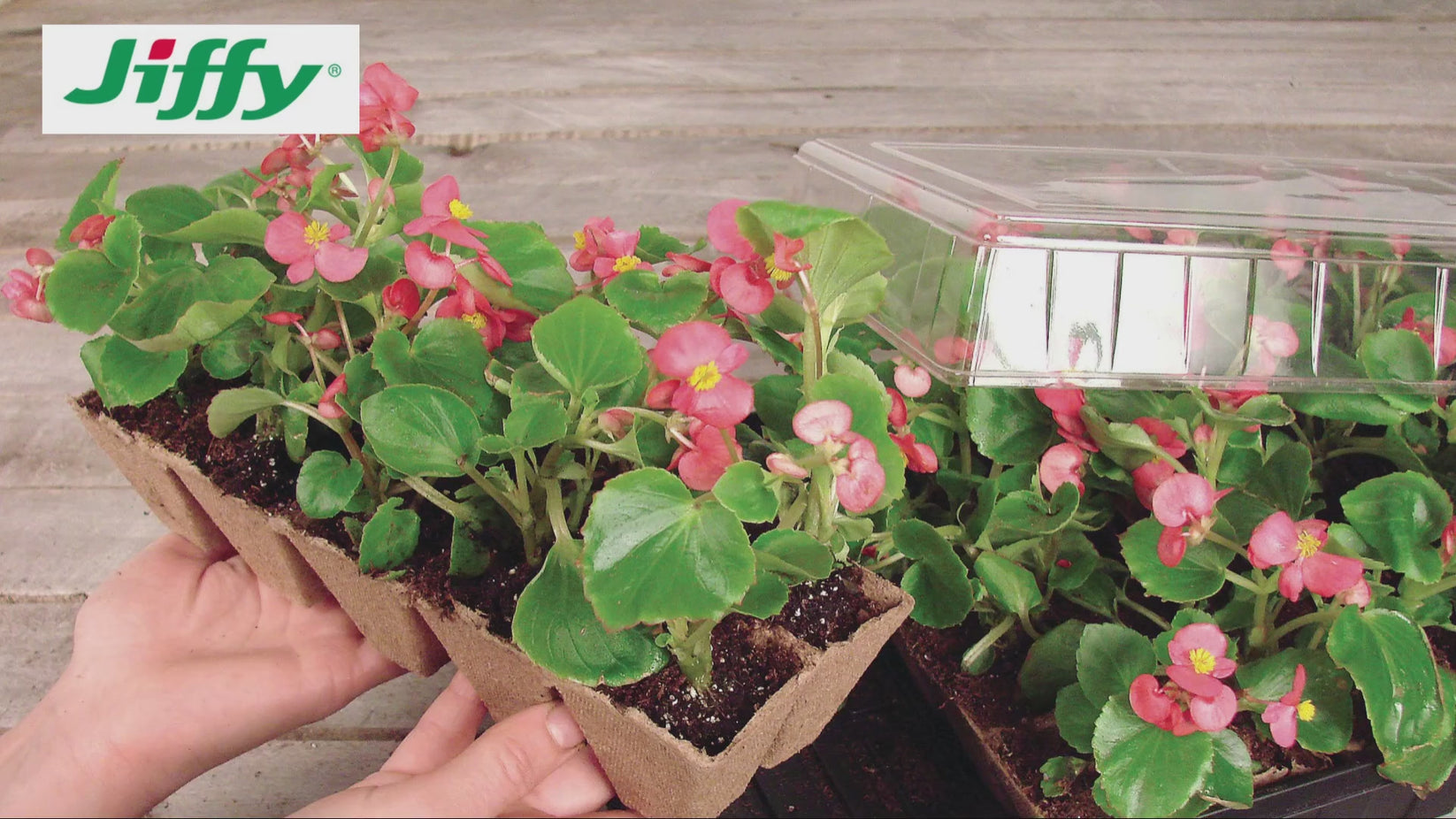 Jiffy-Strips 5 Pack of 10 Peat Cells for Seed Starting – Ferry-Morse