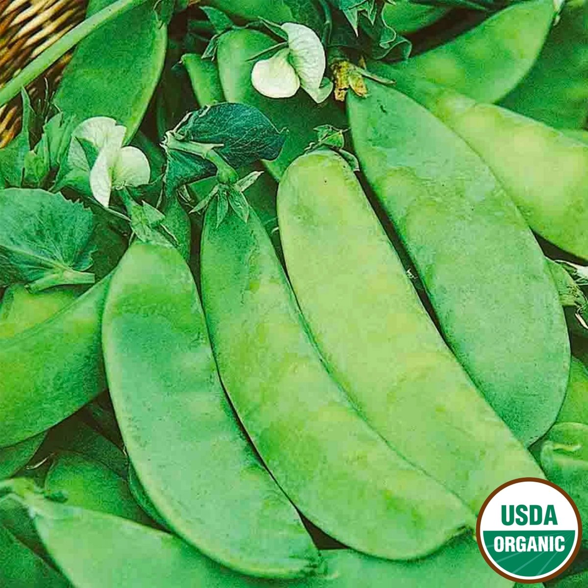 Pea, Oregon Sugar Pod Organic Seeds | Organic Peas | Vegetable Garden ...