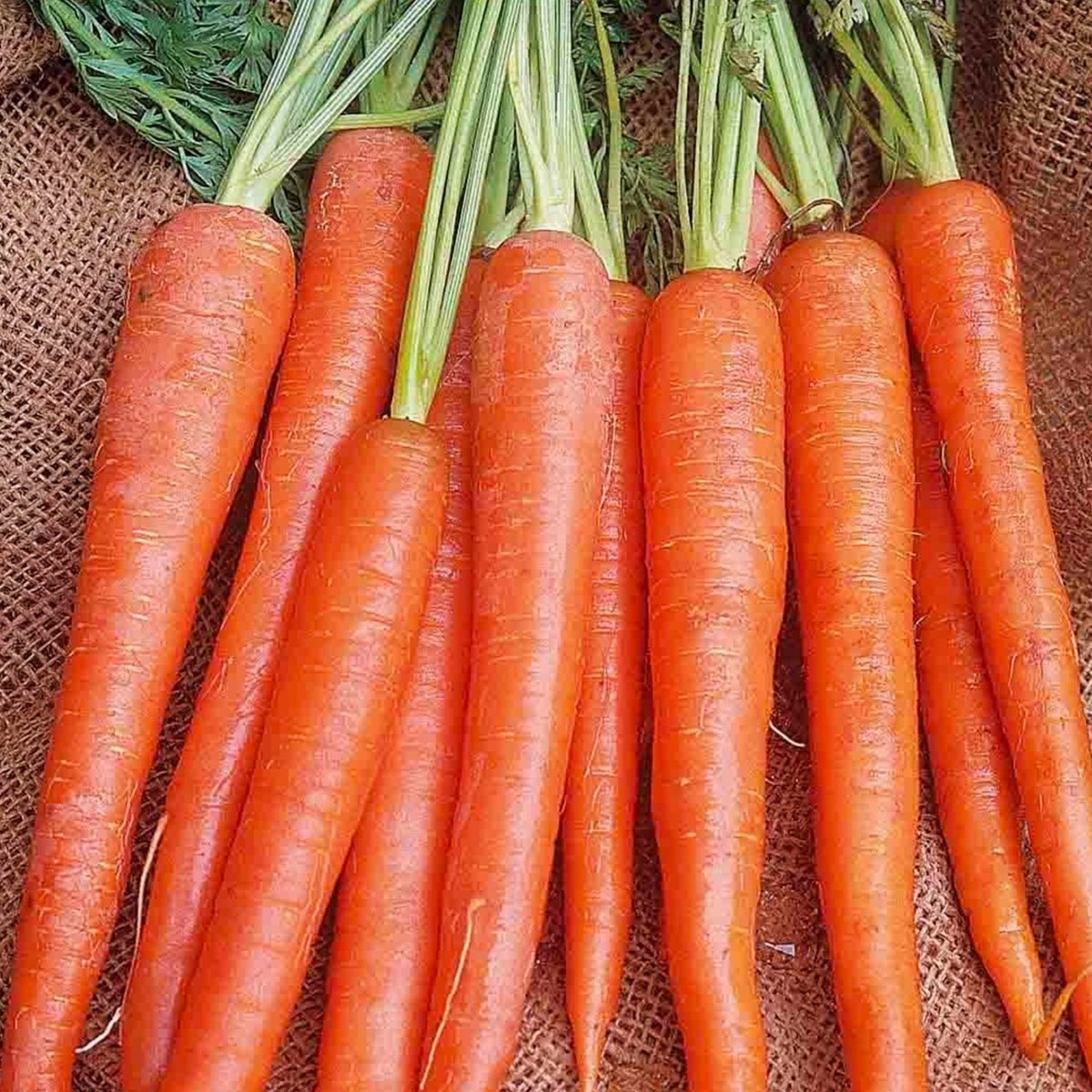 Carrot, Long Imperator Seeds | Vegetable Garden | Ferry-Morse