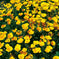 California Poppy, Extra Golden Seeds | Buy Poppy Seeds Online – Ferry-Morse