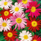 Painted Daisy, Single Mixed Colors Seeds | Butterfly Attractant – Ferry ...