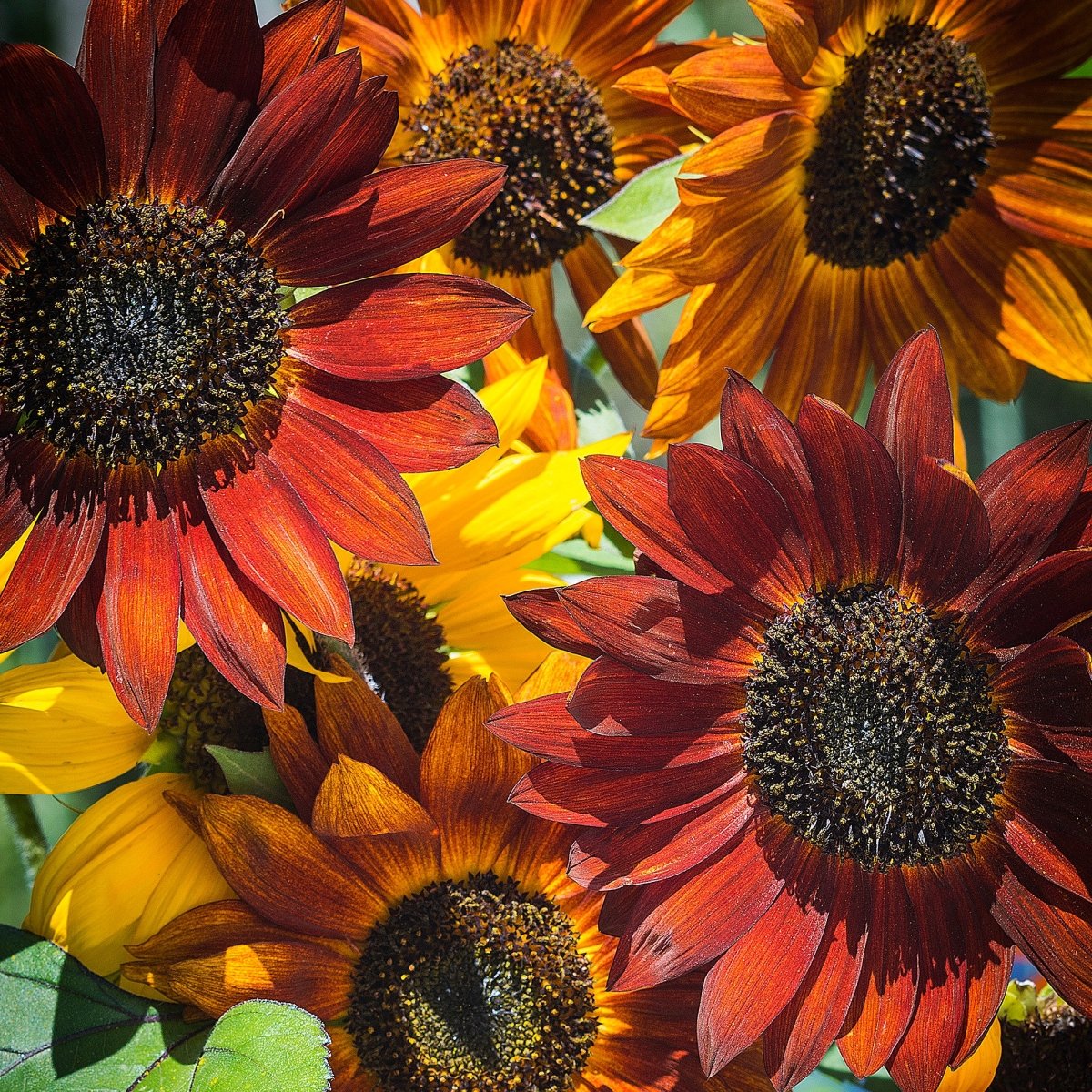 Sunflower, Evening Sun Mixed Colors Seeds | Easy To Grow Annuals ...