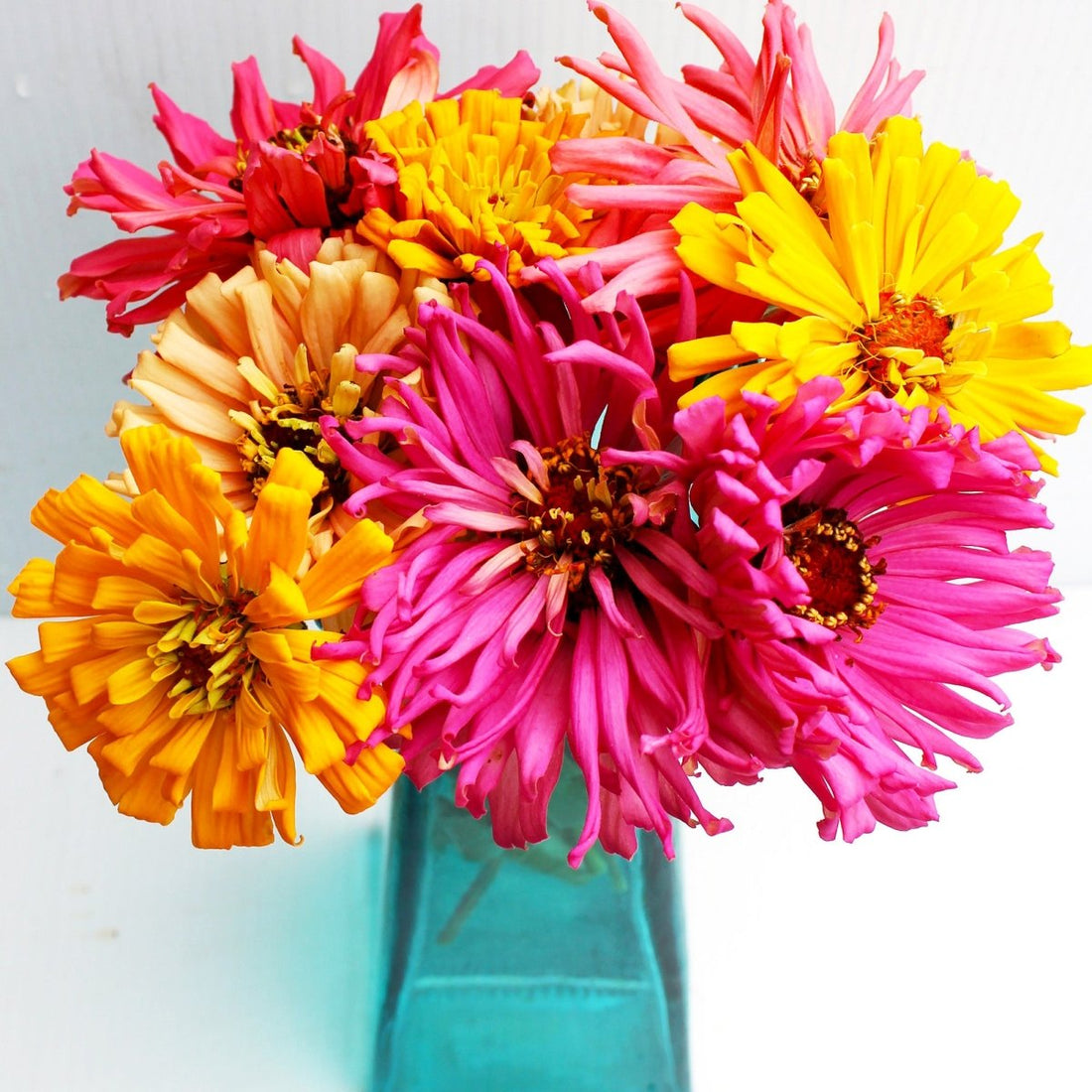 Zinnia, Giant Cactus Flowered Mixed Colors Seeds | Colorful Cut Flower ...
