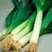 Leek, American Flag Seeds | Cool-Season Vegetable | Garden-To-Table ...