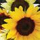 Sunflower, Mixed Colors Seeds | Easy To Grow Flowers | Ferry-Morse