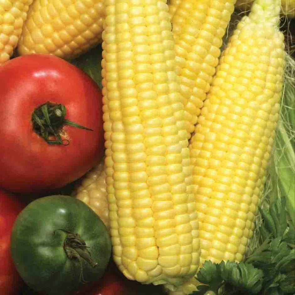 smallholder super mixed corn