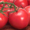 Box Car Willie Tomato Seeds | Heirloom Tomato | Vegetable Garden ...