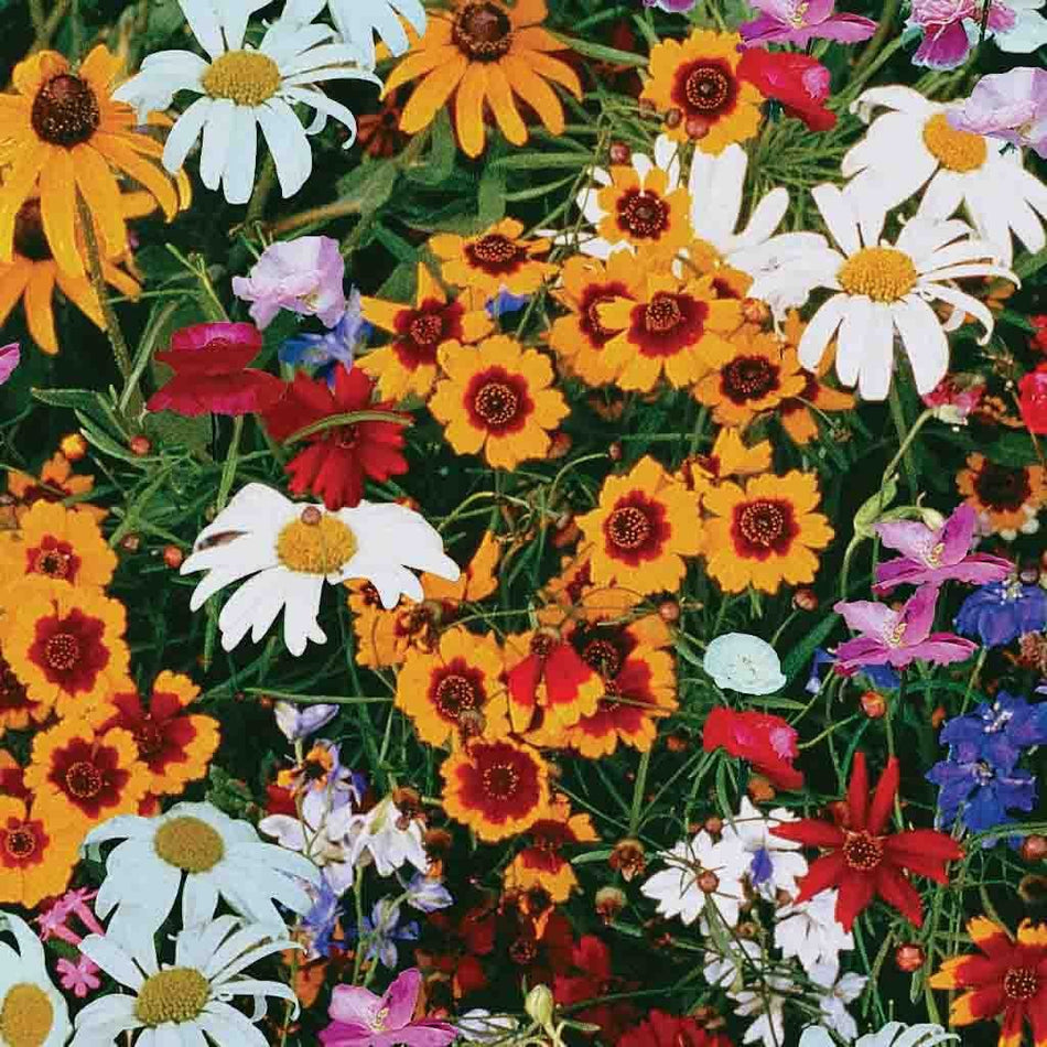 Wildflower Hummingbird Mix Seeds | Wildflower Seeds | Colorful Blooms ...